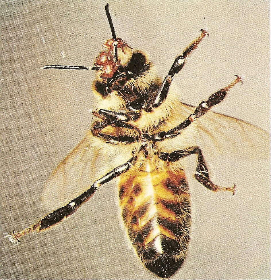 Le patologie | C.A.P.T.