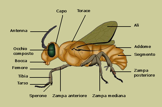 La morfologia | C.A.P.T.